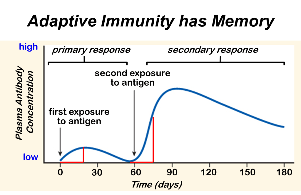Immunity: Grade 9 Understanding for Biology IGCSE 2.63B | PMG Biology