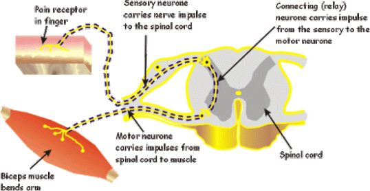 A Simple Reflex Arc: Grade 9 Understanding for IGCSE Biology 2.90 | PMG ...