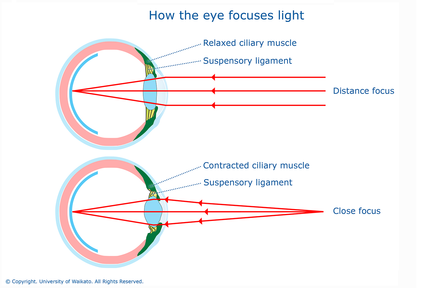 ciliary muscle | PMG Biology