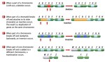 chromosome | PMG Biology