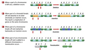 chromosome | PMG Biology