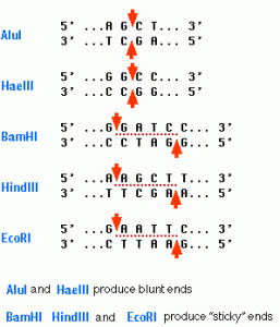 restriction enzyme | PMG Biology