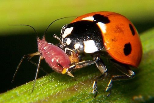 Biological Control of Pests: Grade 9 Understanding for IGCSE 5.4 | PMG ...