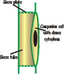 phloem | PMG Biology