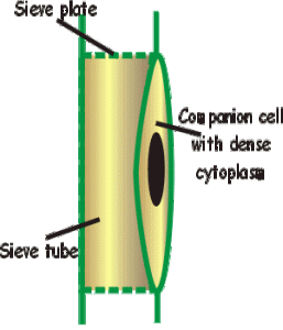 Phloem Transport: Grade 9 Understanding for IGCSE Biology 2.53 | PMG ...