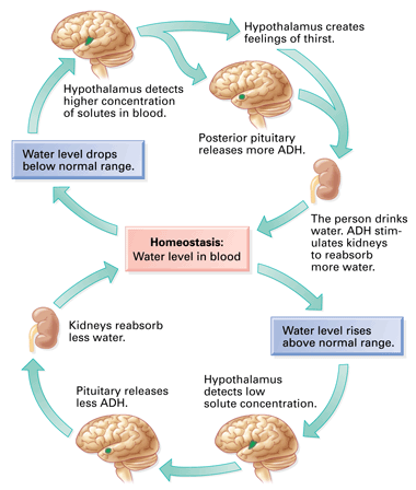 blood | PMG Biology