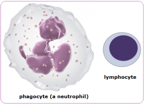 phagocyte | PMG Biology