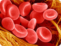 Blood part 1 Plasma and RBCs: Grade 9 Understanding for IGCSE Biology 2 ...