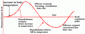 thermoregulation | PMG Biology
