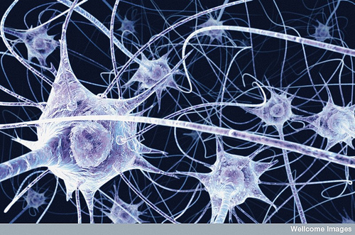 Nerve Cells and Synapses: Grade 9 Understanding for IGCSE Biology 2.88 ...
