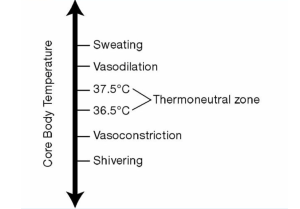 thermoregulation | PMG Biology