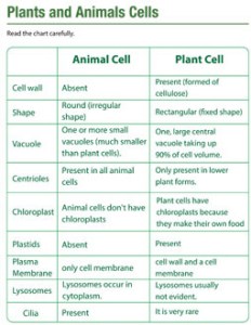 Cell Structure: Grade 9 Understanding for IGCSE Biology 2.2 2.3 2.4 ...
