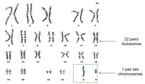 chromosome | PMG Biology
