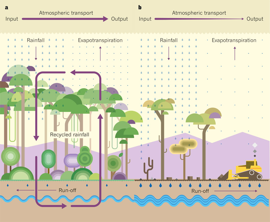 Deforestation: Grade 9 Understanding for IGCSE Biology 4.18B | PMG Biology