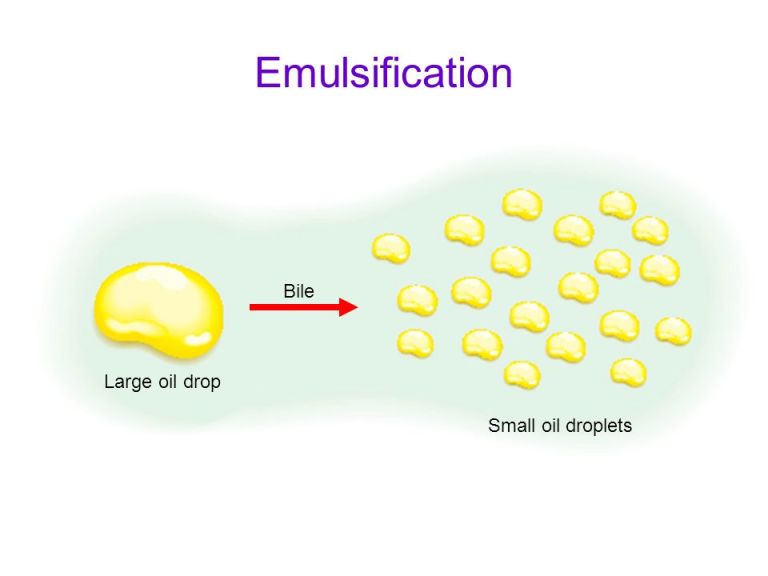 Bile: A* Grade 9 Understanding for IGCSE Biology 2.30 2.31 | PMG Biology