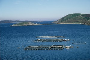 Fish Farming: Grade 9 Understanding for IGCSE Biology 5.9B | PMG Biology