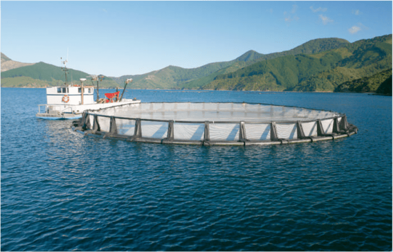 Fish Farming: Grade 9 Understanding for IGCSE Biology 5.9B | PMG Biology