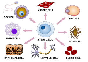 Cell Differentiation and Specialised Cells: Grade 9 Understanding for ...