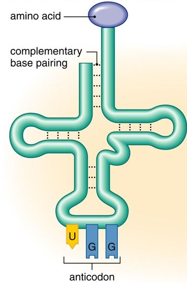 Protein Synthesis (part 3): Grade 9 Understanding for IGCSE Biology 3 ...