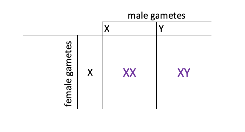 chromosome | PMG Biology